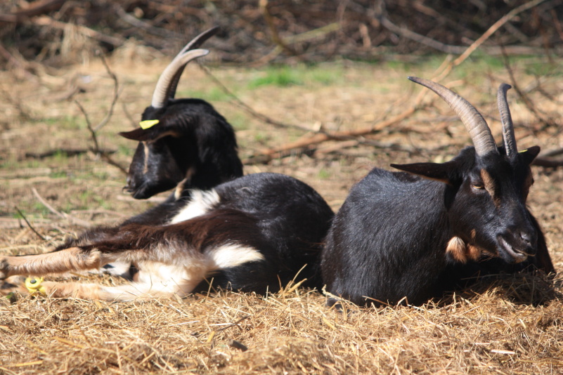 Goat Enrichment: The Importance of Mental Health - Goat Journal